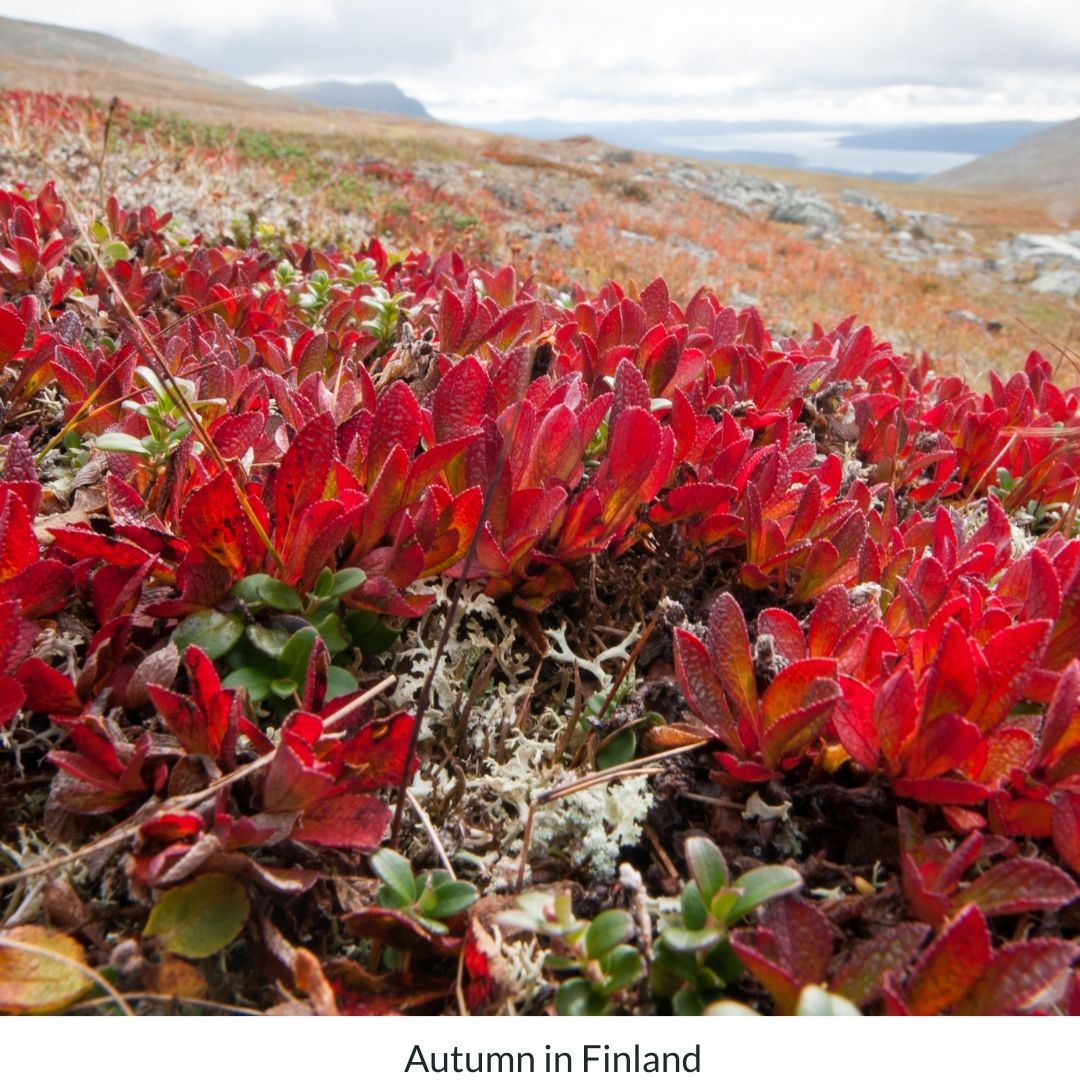 Everything You Need to Know About Seasons in Finland - Our Life, Our Travel